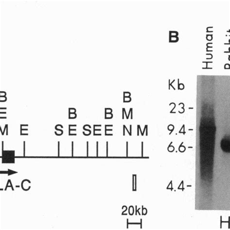 A Molecular Structure Of The Hla B And Hla C Portion Of The Class I Download Scientific