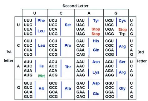 Genetic Code : Definition, Nature & Characteristics, genetic code table ...