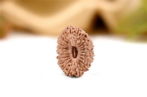 23 Mukhi From Java Iii