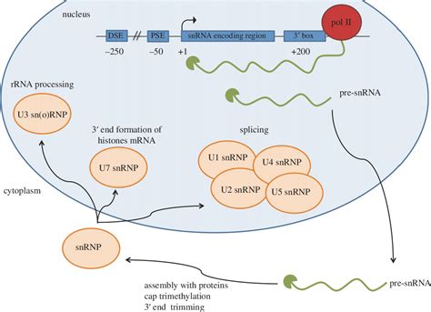 Figure 1 From Regulation Of Expression Of Human Rna Polymerase Ii Transcribed Snrna Genes