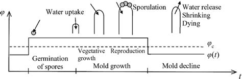 Water Mold Diagram