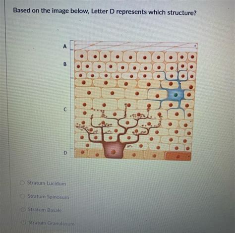 Solved Based On The Image Below Letter D Represents Which