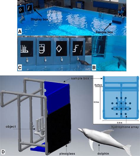 The Echoic To Visual Cross Modal Matching To Sample Experiment Setup