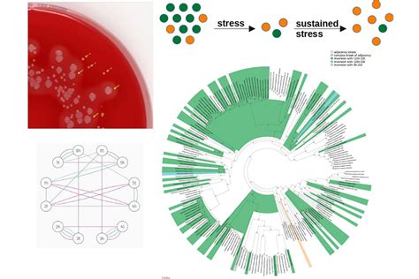 Genotype Phenotype Heterogeneity Of Bacterial Colonies