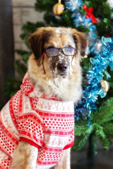 Dog Wearing Glasses, Red Suit Near Christmas Tree Stock Photo - Image ...