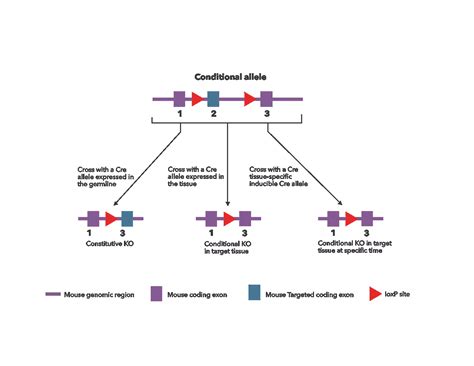 Knockout Mice And Rats Conditional And Constitutive Taconic Biosciences