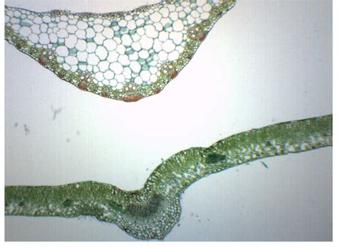 Leaves Composite Cross Section Prepared Microscope Slide 75x25mm KLM Bio Scientific