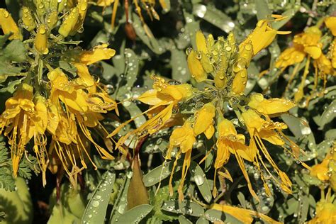 Plant Of The Month Bladderpod