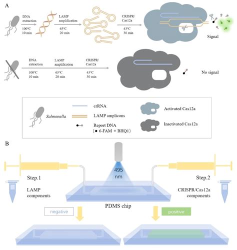 Accurate Detection Of Salmonella Based On Microfluidic Chip To Avoid