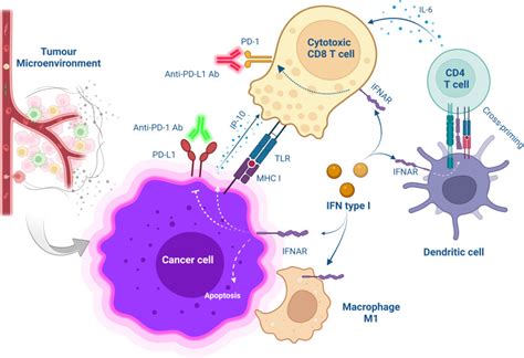 Combining Pd 1 Pd L1 Blockade With Type I Interferon In Cancer Therapy