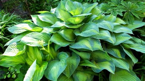 Хоста «Полс Глори» (Hosta Paul's Glory) - YouTube