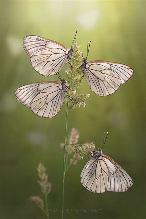 100 Beautiful Macro Photography Examples And Ideas Part 4 Beautiful