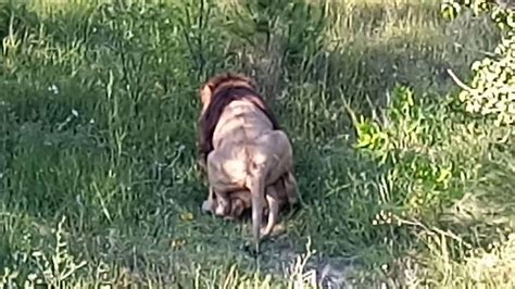 Как львы занимаются сексом Youtube