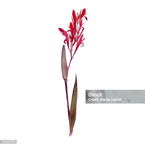 흰색 배경에 칸나 백합 꽃의 수채화 그림을 분리하십시오 배경 질감 래퍼 패턴 프레임 또는 테두리에 대한 나뭇잎이있는 열대 꽃의 그림 0명에 대한 스톡 벡터 아트 및 기타