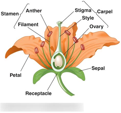 Parts Of A Flower Diagram Diagram Quizlet