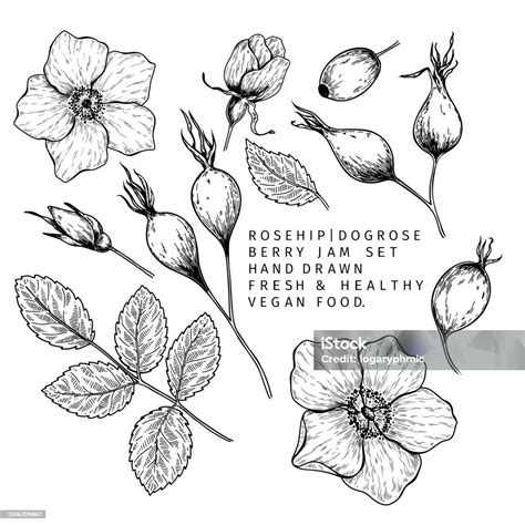 손으로 그린 야생 장미 가지 잎 꽃과 베리 벡터 일러스트가 새겨진 개 장미 로즈 힙 식물 여름 수확 잼 또는 마멀레이드 비건 성분 메뉴 패키지 화장품 및 식품 디자인