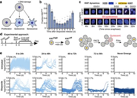 A Subpopulation Of Cells Exits Quiescence To Re Enter The Cell Cycle