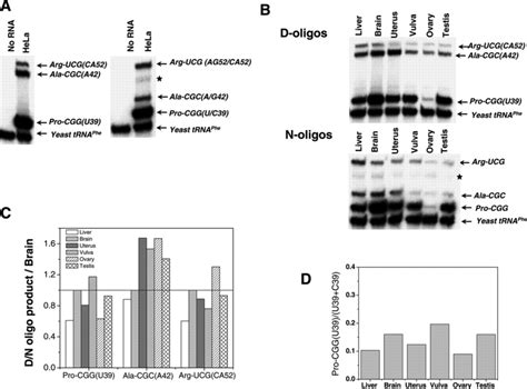 Detection Of Trna Isodecoder Distribution In Human Samples A