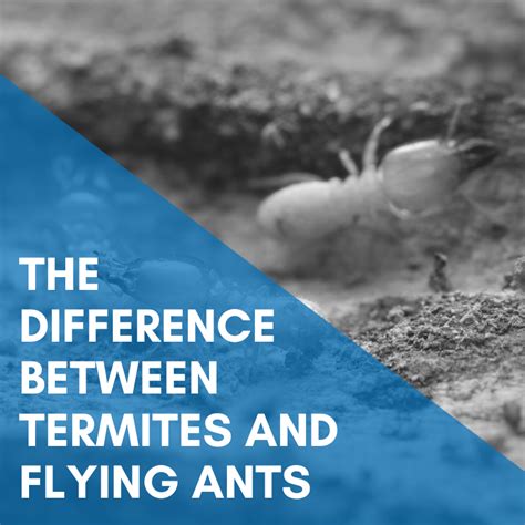 The Difference Between Termites And Flying Ants