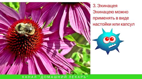 Народные средства для лечения хламидиоза - Домашний лекарь - выпуск №13 ...
