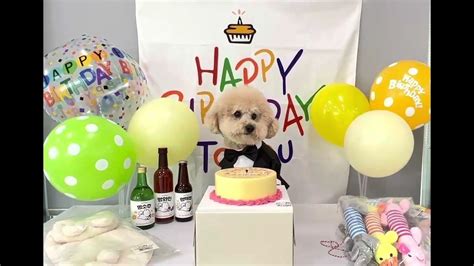 강아지 생일 파티 ㅋㅋㅋㅋ 턱시도 너무 웃김ㅋㅋㅋㅋㅋㅋㅋㅋㅋㅋㅋㅋㅋ Youtube