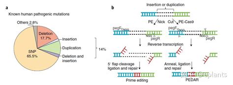 时隔两年，先导基因编辑技术再升级！编辑效率提高10倍，实现从一百到一万 个碱基的精准删除 知乎