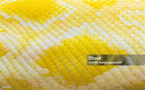 Golden Python Scale Textureclose Up View Of Golden Python Skin