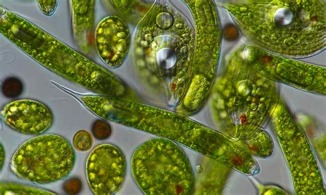 Sequencing Project Of All Known Species Of Euglenoids To Unleash