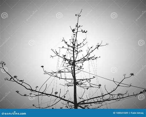 Triangle Tree Stock Image Image Of Black Triangle 108541509 Triangle Tree Stock Image Image Of Black Triangle 108541509