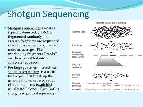 Dna Sequencing Methods Ppt