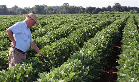 How To Avoid The ‘lets Bash Usda Crowd
