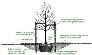 Tree Planting Diagram Peter Donegan Garden Design Landscaping