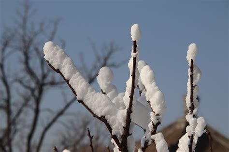 Tree Snow Winter Free Photo On Pixabay Pixabay