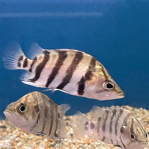 Datnioides Quadrifasciatus Wholesale Tropicals