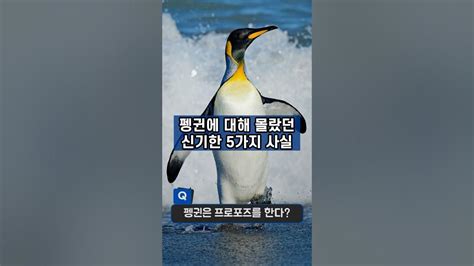 펭귄에 대해 몰랐던 신기한 5가지 사실들 Shorts Youtube