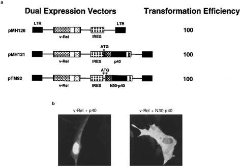 A Retroviral Expression Vectors That Allow Coexpression Of Both V Rel