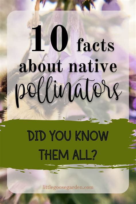 10 Facts About Native Pollinators — Little Goose Garden