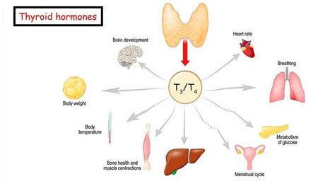 Thyroid Function Testing Interpretation Helal Medical
