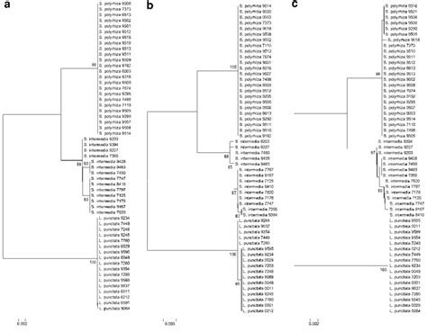Nj Consensus Tree Based On A Rpl16 Sequences B Rps16 Sequences And C