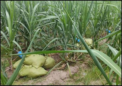 နေပြည်တော်ကောင်စီနယ်မြေ၊ လယ်ဝေးမြို့နယ်အတွင်းသို့ ရှော့တိုက်ဒုံးများဖြင့် နှောင့်ယှက်ပစ်ခတ်တိုက