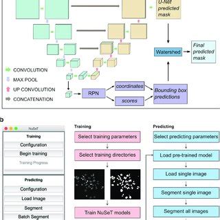 Pipeline For Segmenting Nuclei With NuSeT A Deep Learning Model