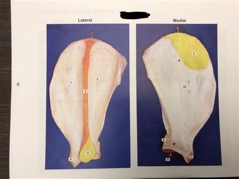 Anatomy Forelimb Bones Flashcards Quizlet
