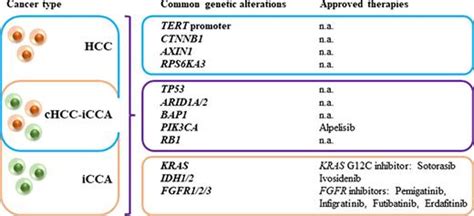 Combined Hepatocellular Cholangiocarcinoma Biology Diagnosis And Management Liver Cancer