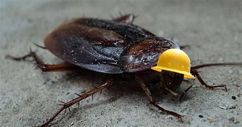 New Microcircuit Can Control And Monitor Cockroach Movement