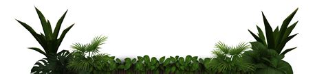 Jungle Png