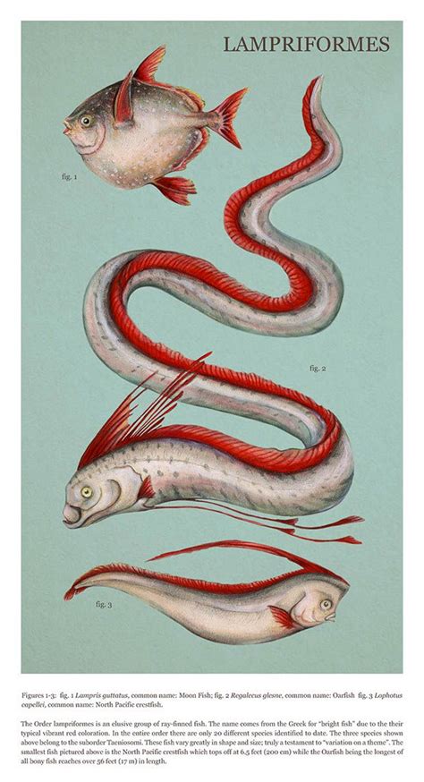 Lampriformes