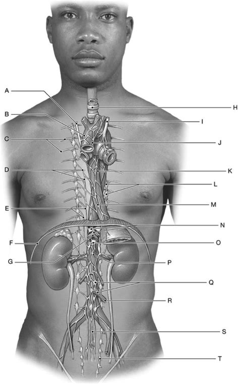 Peripheral Autonomic Plexuses Diagram Quizlet