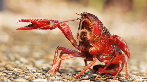 500 Lobster Wallpapers