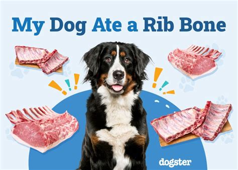 220 Popular And Unique Cockapoo Names Ideas For Affectionate And