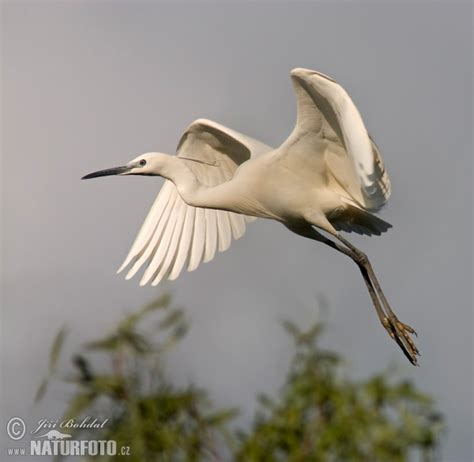Egretta Garzetta Pictures Little Egret Images Nature Wildlife Photos